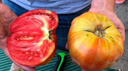 Día del Tomate Feo de Tudela y el concurso