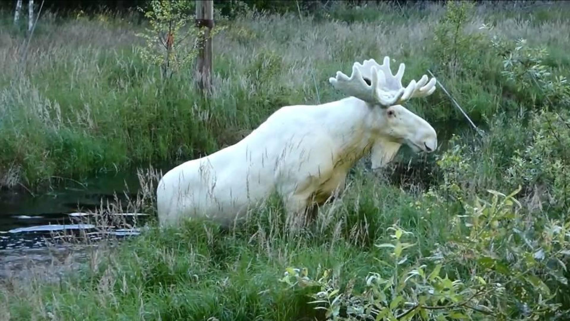 Un insólito alce blanco se deja ver en Suecia