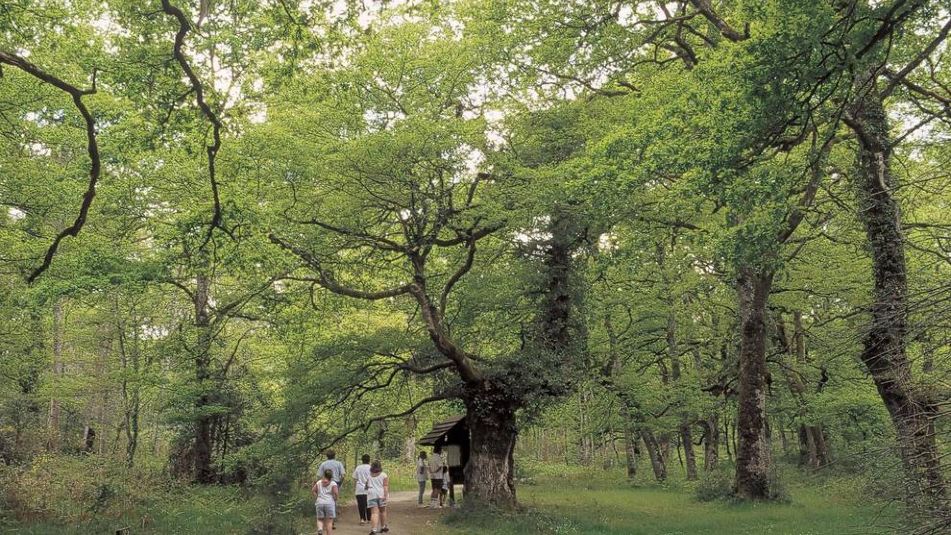 El bosque de Navarra que destaca este otoño National Geographic ...