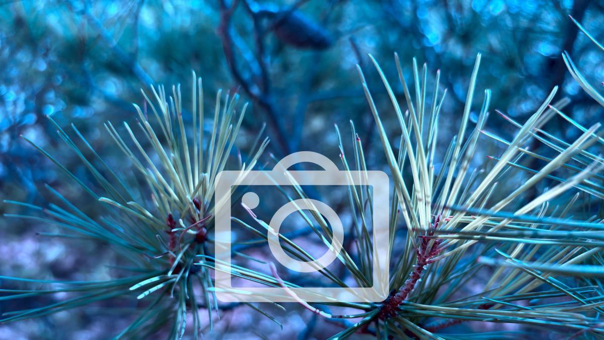 Así cambia un bosque quemado a lo largo de 10 años